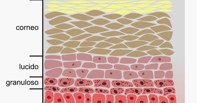 Cosmesi Naturale, Spignatto & Co.: Idratazione cutanea e struttura ...