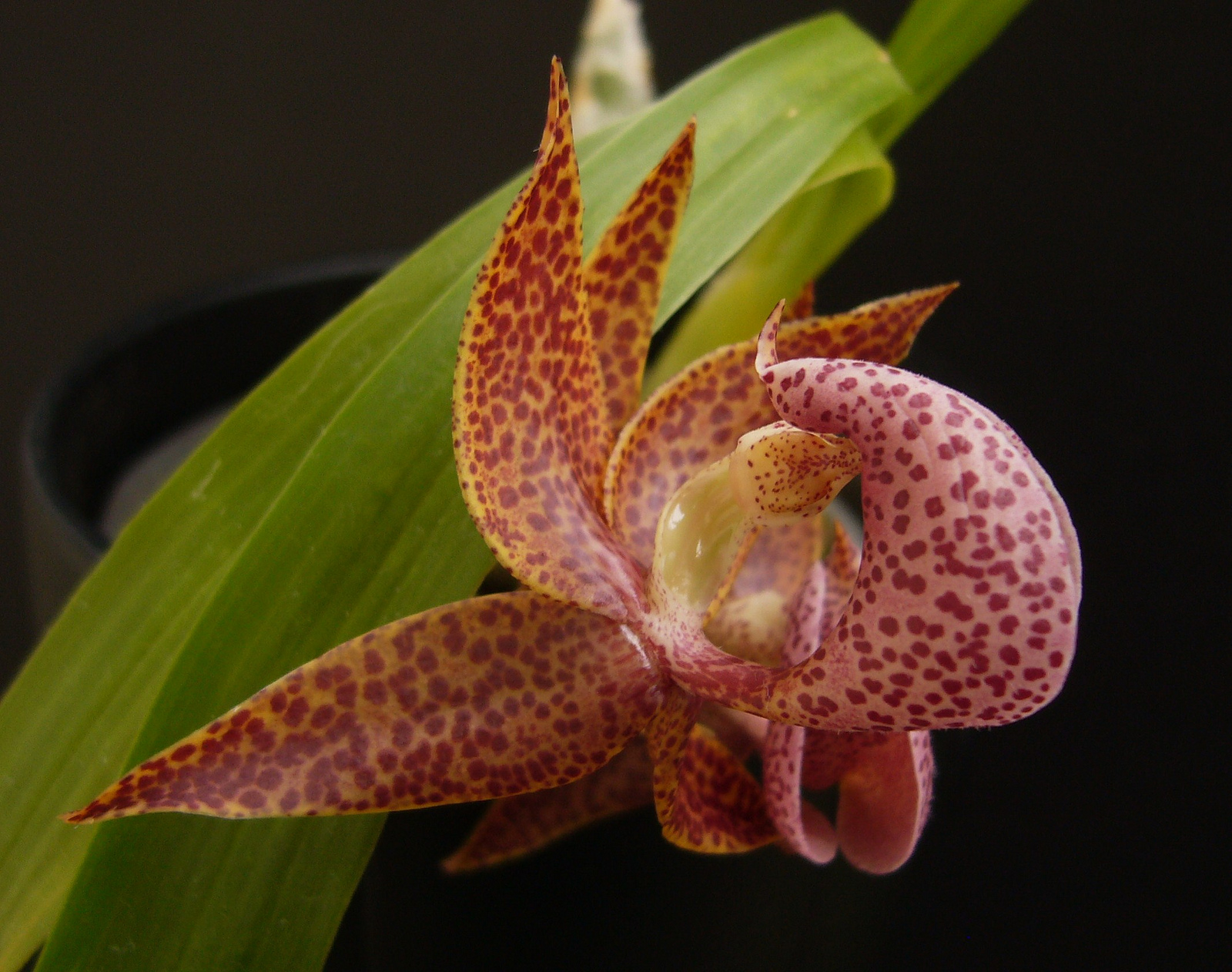 Álbum de Fotos: Nomes de orquideas.