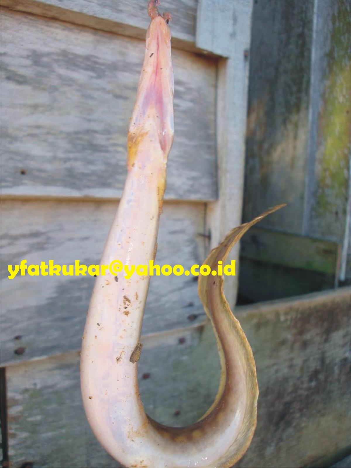 Koleksi Baru 24+ Gambar Ikan Sili