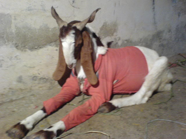 The Transport: Bakra Wallpapers