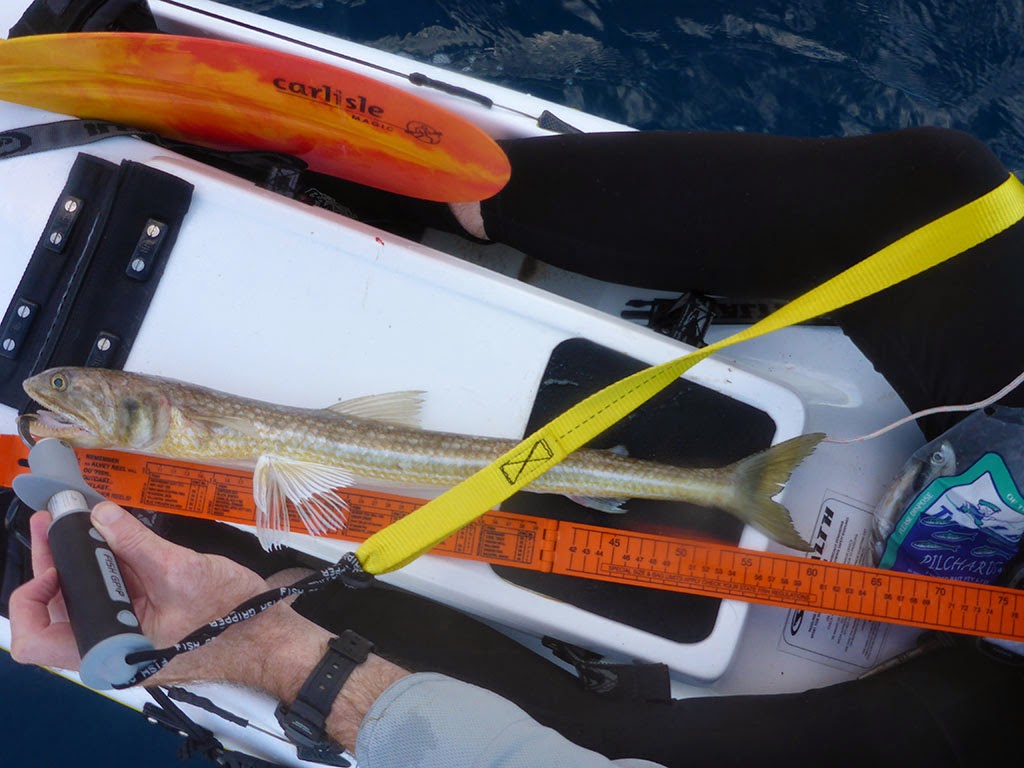 Noosa Yakkers Trip Reports: Monster grinner and a fish with many names ...