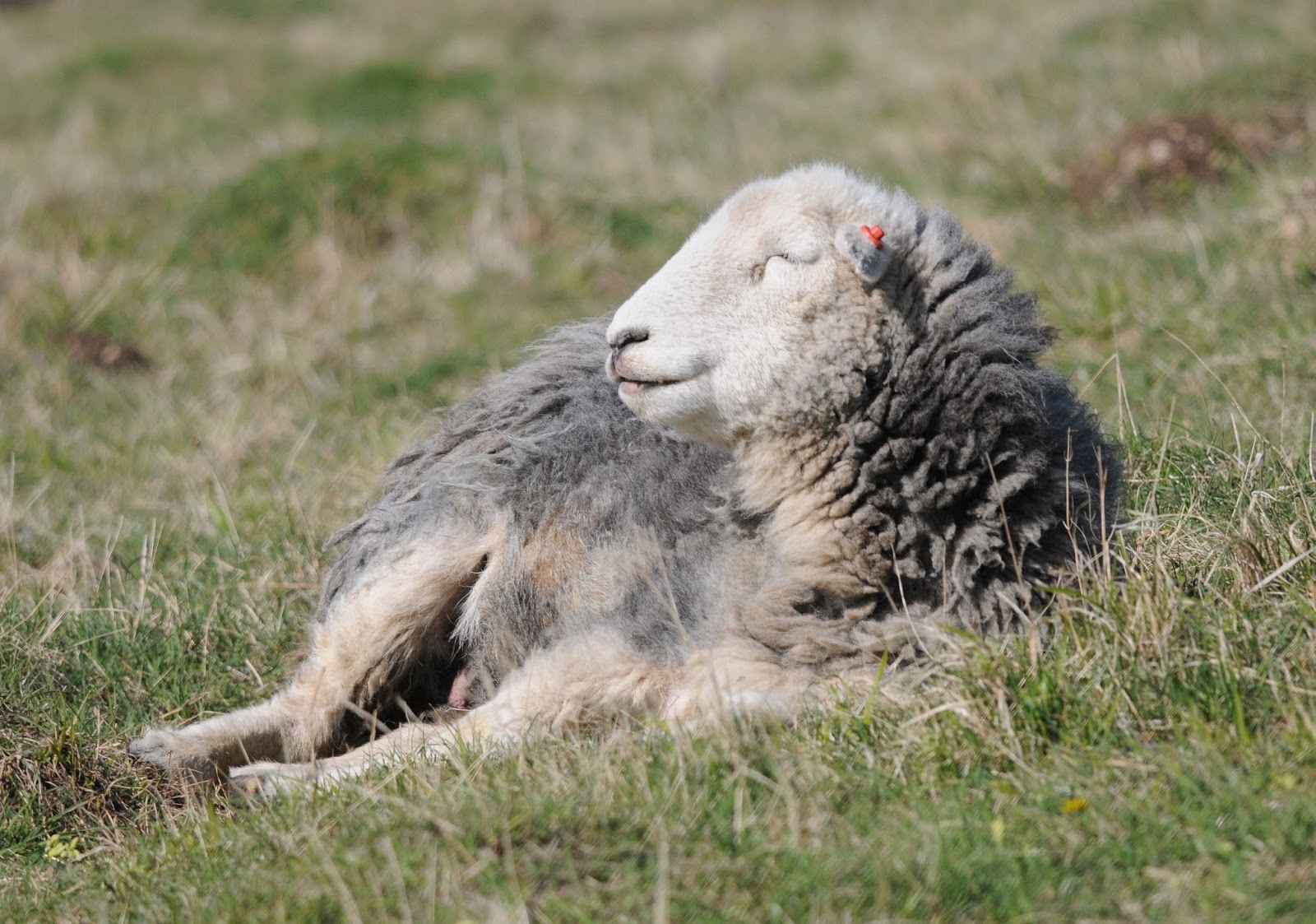 Bill's Birding: Birding, Nostalgia and Old Winchester Hill