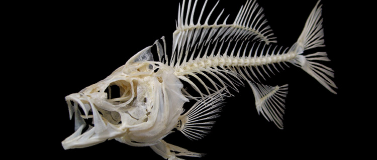 1000+ images about A fish skeleton on Pinterest | Walleye fishing ...