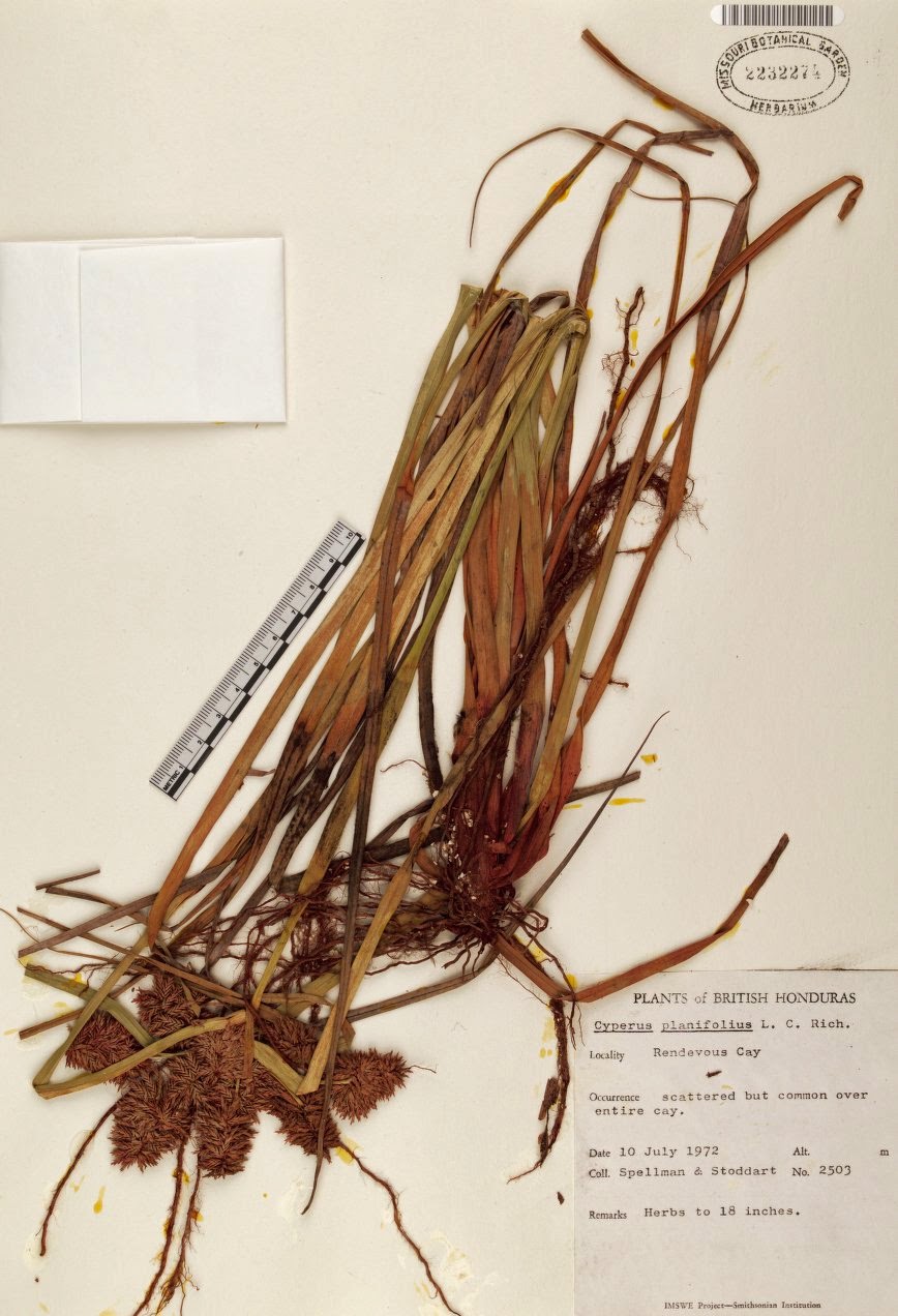 Flora de Puerto Rico Ilustrada Papo Vives: CYPERACEAE MARISCUS CYPERUS ...