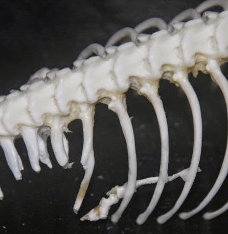 Birds To Dinosaur: Python Vestigial Pelvis, Femur and Spur