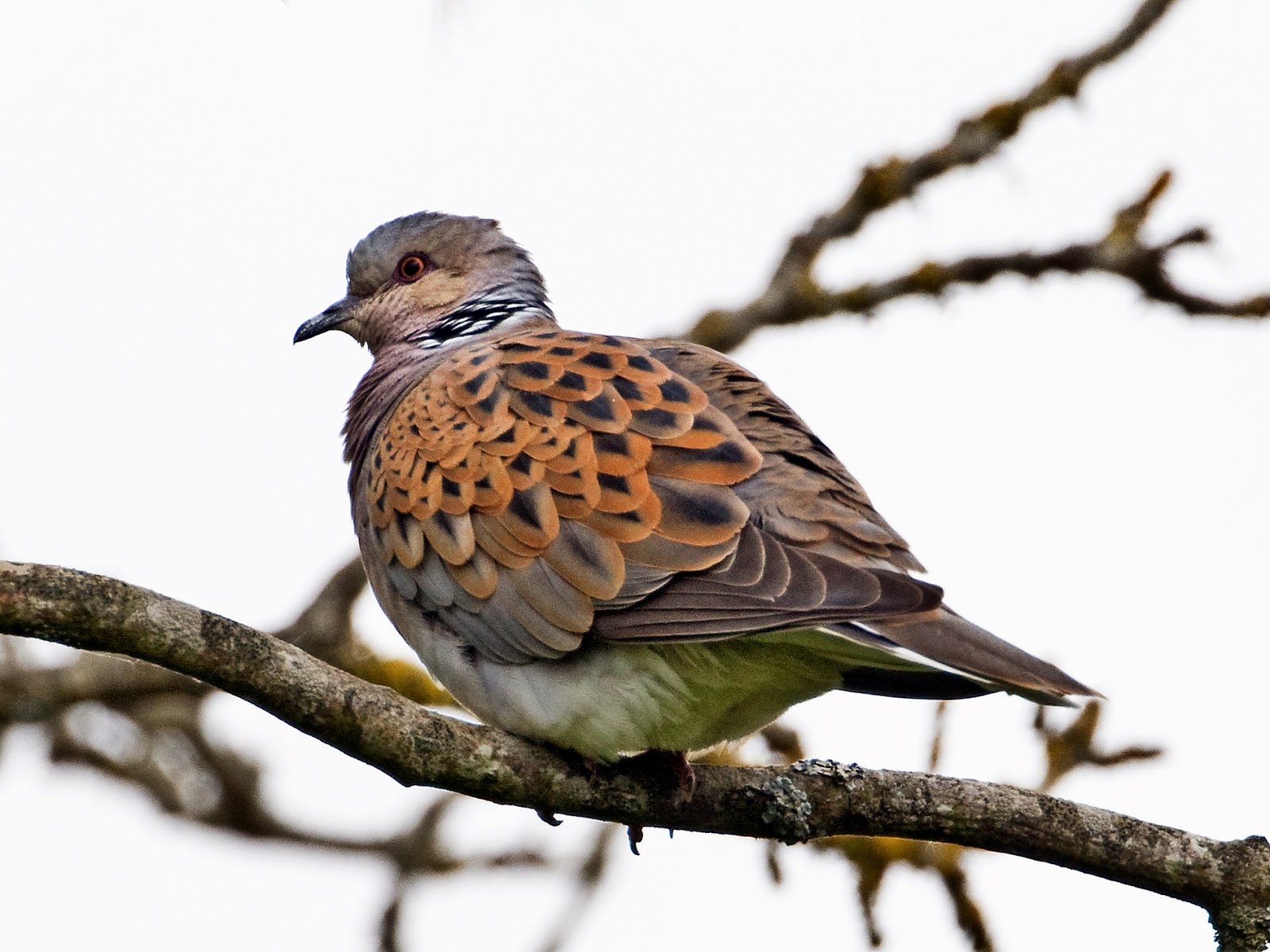 Martin s Sussex Birding Blog Turtle Dove martin-s-sussex-birding-blog-turtle-dove