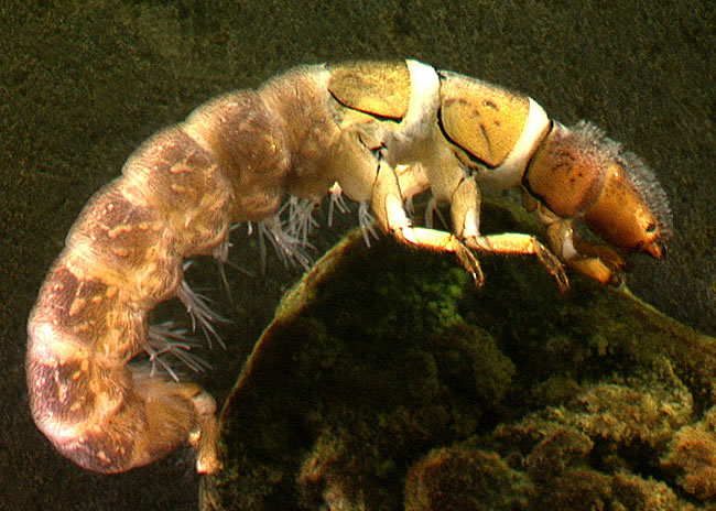 Variety of Life: Hydropsychidae