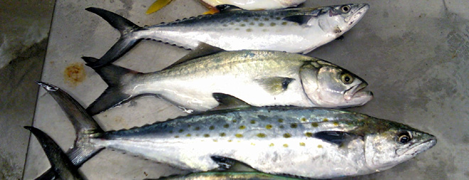 Buzz Blog | PhysicsCentral