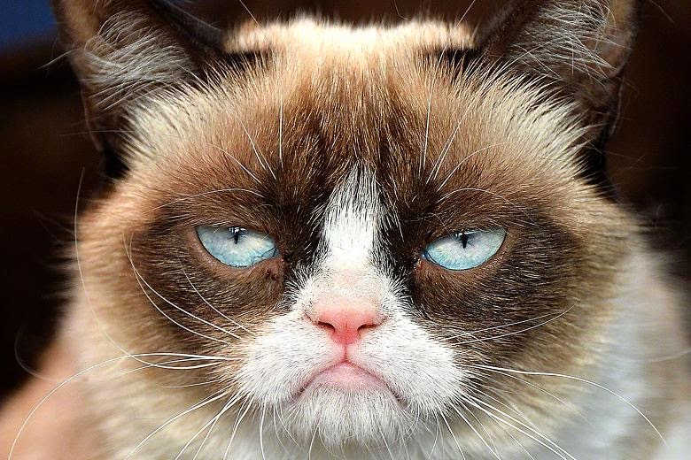 Buka Minda: Kucing Berwajah Masam (Grumpy Cat)
