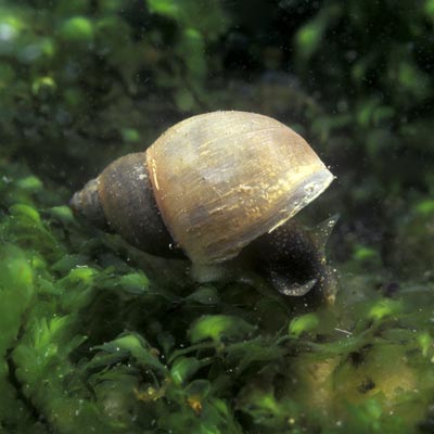 | blog Biologi