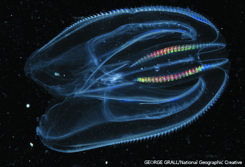 Klasifikasi 35 Filum dalam Kingdom Animalia (Hewan) - Generasi Biologi