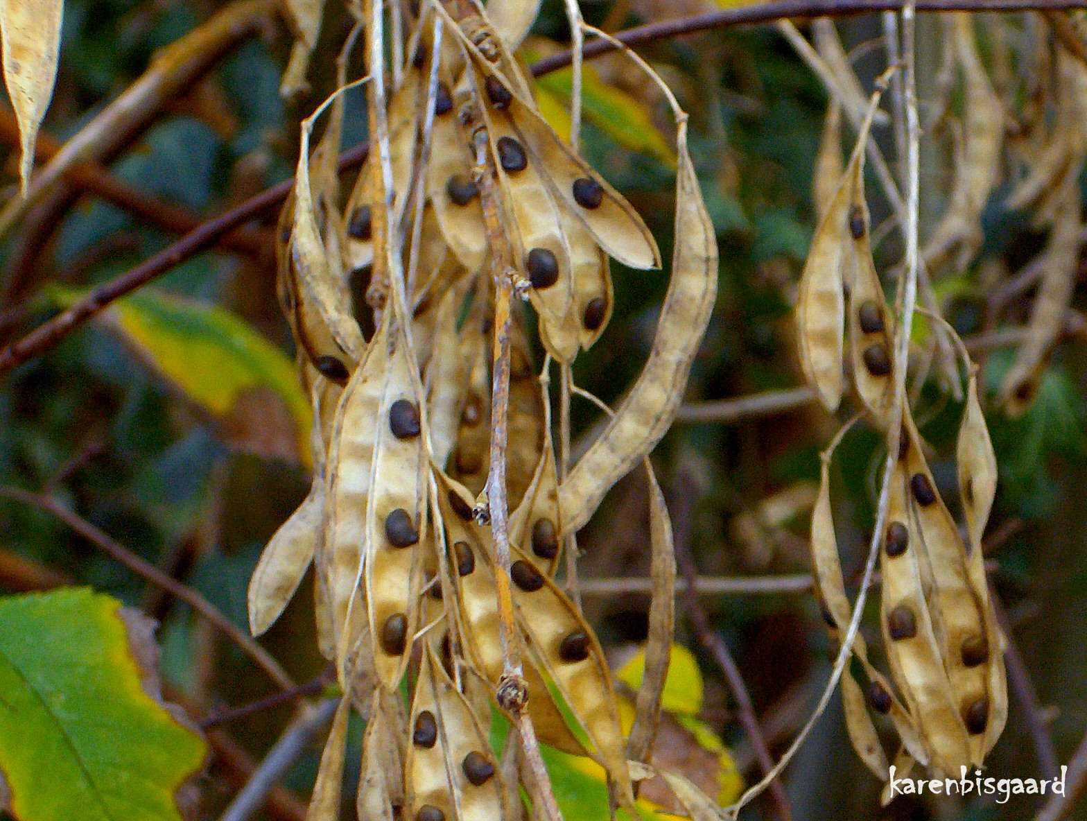 Karen`s Nature Photography: Open Seed Pods with Black Seeds.