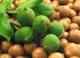 Mading Mitra Kerinci: MAKADAMIA (MACADAMIA)