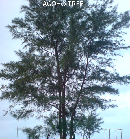 The Real Thing: PHILIPPINE TREE ( WITH MEDICINAL VALUE)