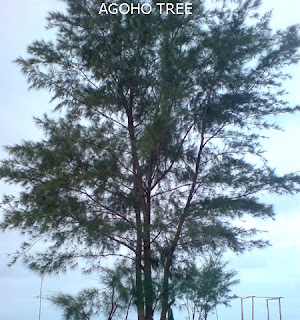 The Real Thing: PHILIPPINE TREE ( WITH MEDICINAL VALUE)