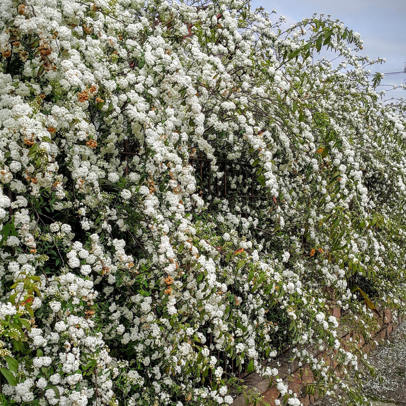"Verdade//aspas" : 👪 Rosaceae (Spiraea cantoniensis)