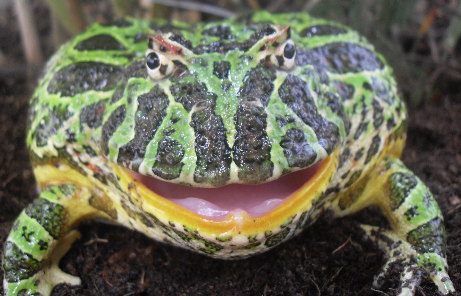 Fotos e imagenes de ranas - Imagui