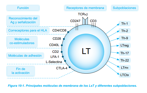 Células: LINFOCITO T