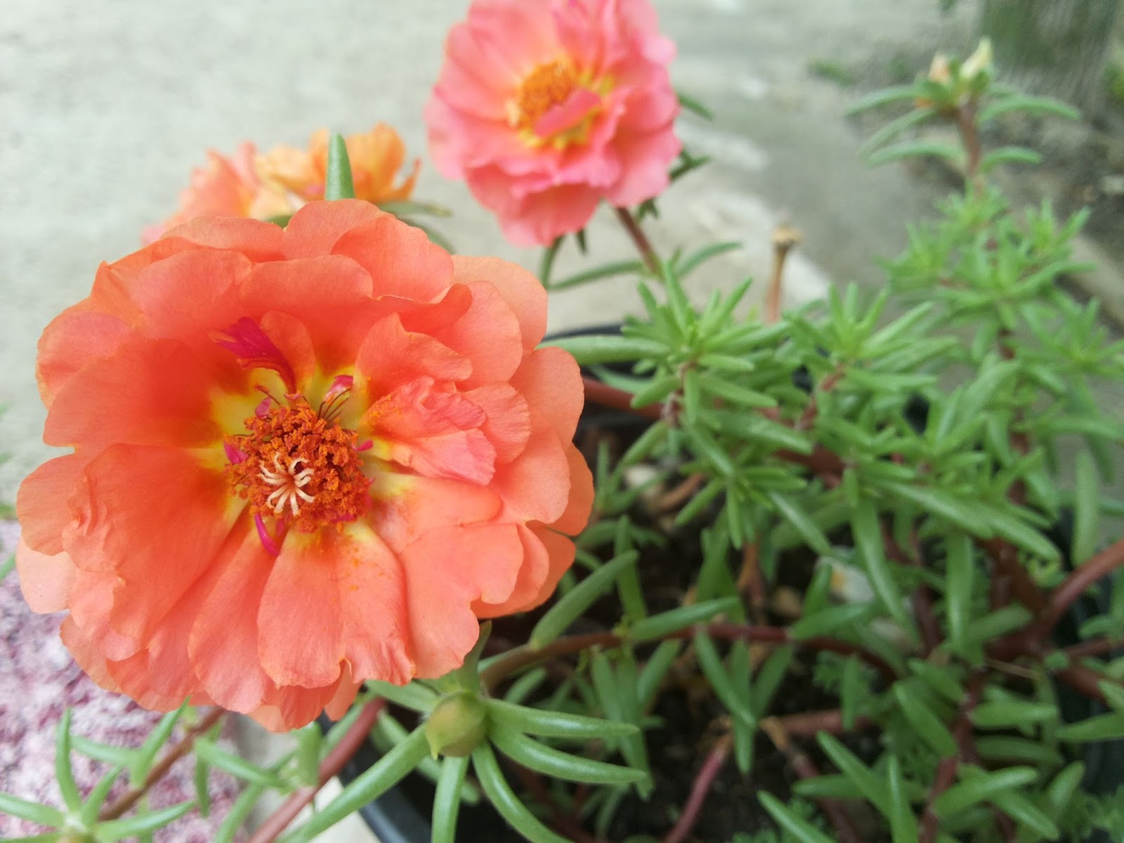 Seminte si plante de gradina hobby: Flori de piatra-Portulaca Grandiflora
