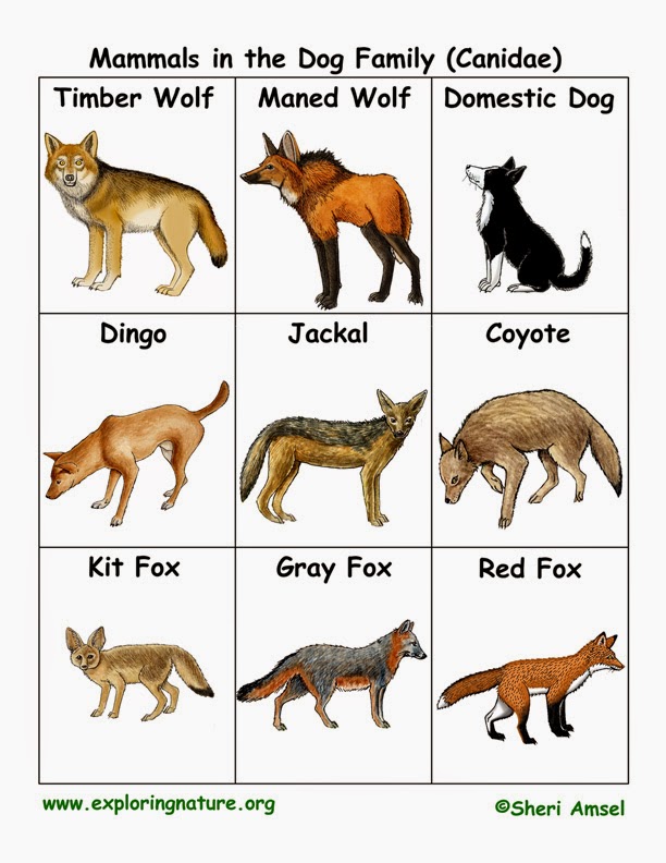 bio-2do: CLASIFICACIÓN DE LOS SERES VIVOS
