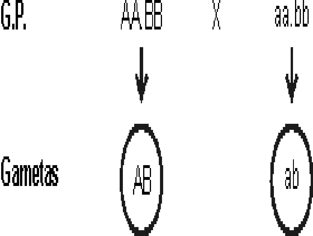 BIOLOGÍA GENERAL: LA HERENCIA