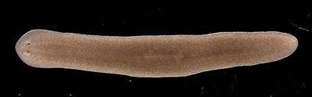 Viajes INcreíbles: Planaria, la criatura prácticamente inmortal