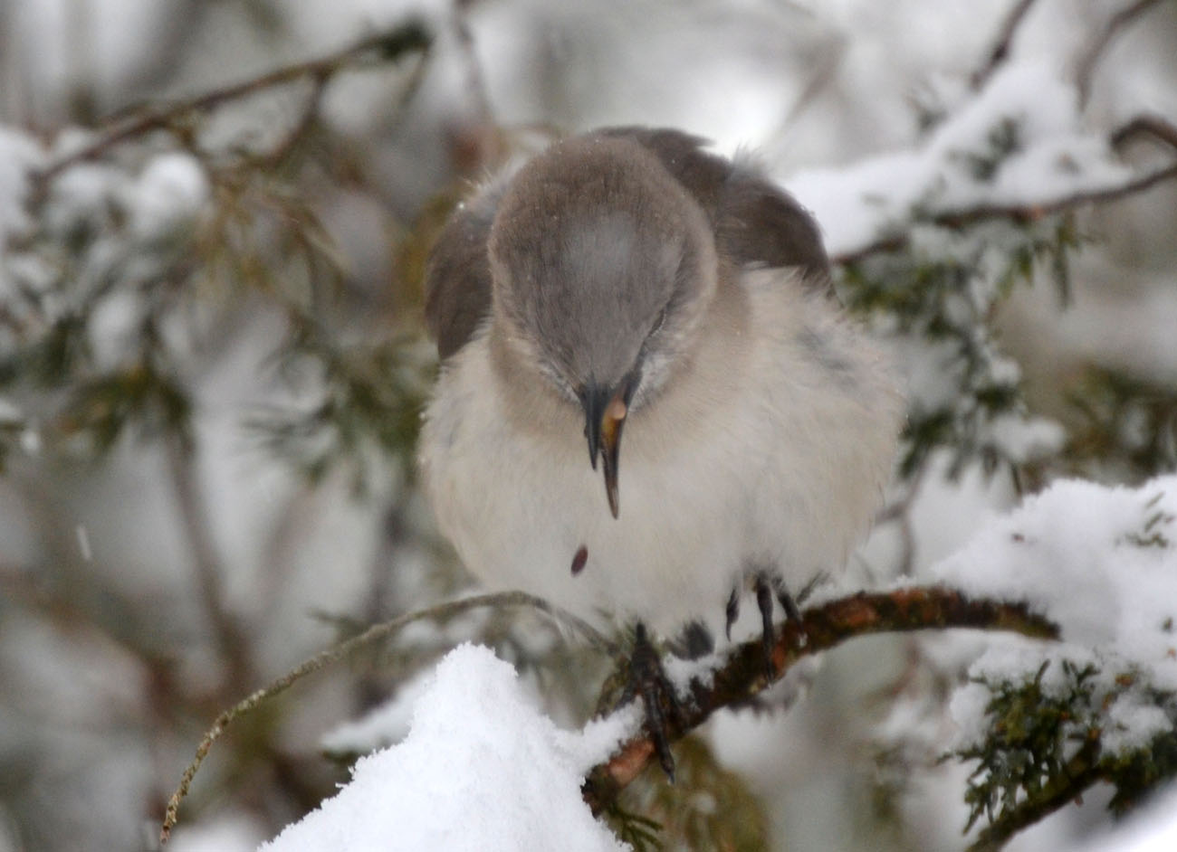 Woods Walks and Wildlife: Surprise Snow, and Birds All Over