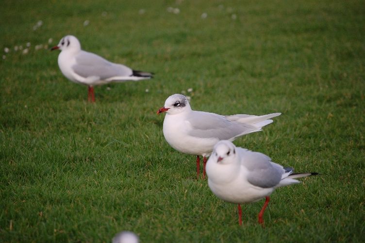Northern Ireland Black-headed Gull Study: Mediterranean Gulls in ...