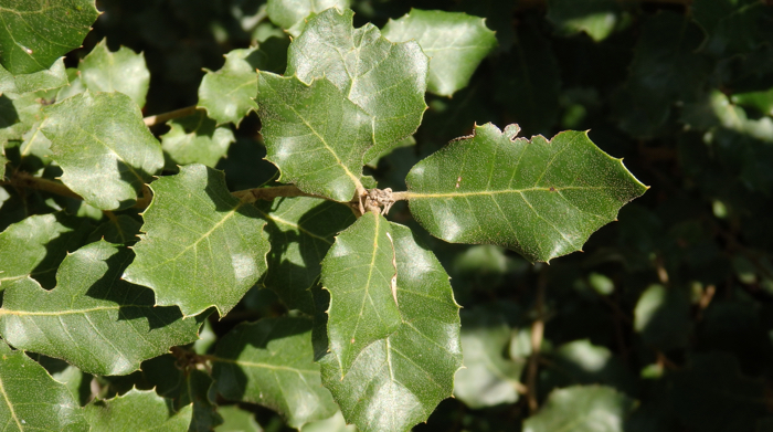 La encina (Quercus ilex)