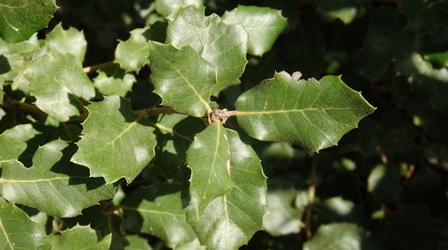 DISFRUTAR CON EL HUERTO Y EL JARDÍN