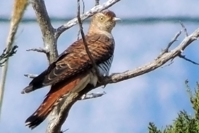 B.Y. Illes i B.Y. Mallorca: D'un cucui reial a una cucui "republicana"