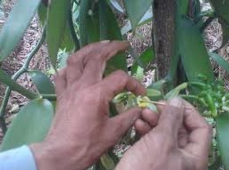 Cara Budidaya Tanaman Vanili, [ KebunBudidaya ] | Budidaya