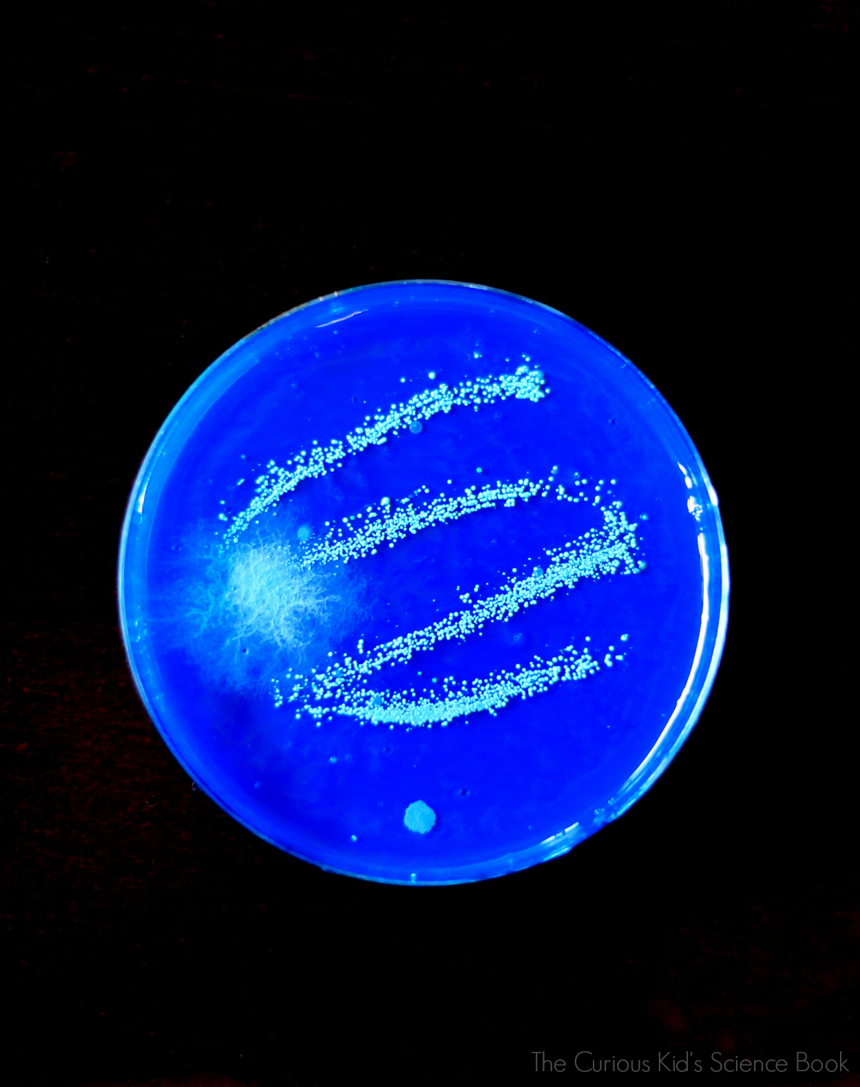 The Curious Kid's Science Book (plus 10 free science activities NOW ...