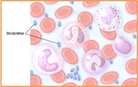 BIOLOGI GONZAGA: TUGAS LATIHAN SISTEM SIRKULASI