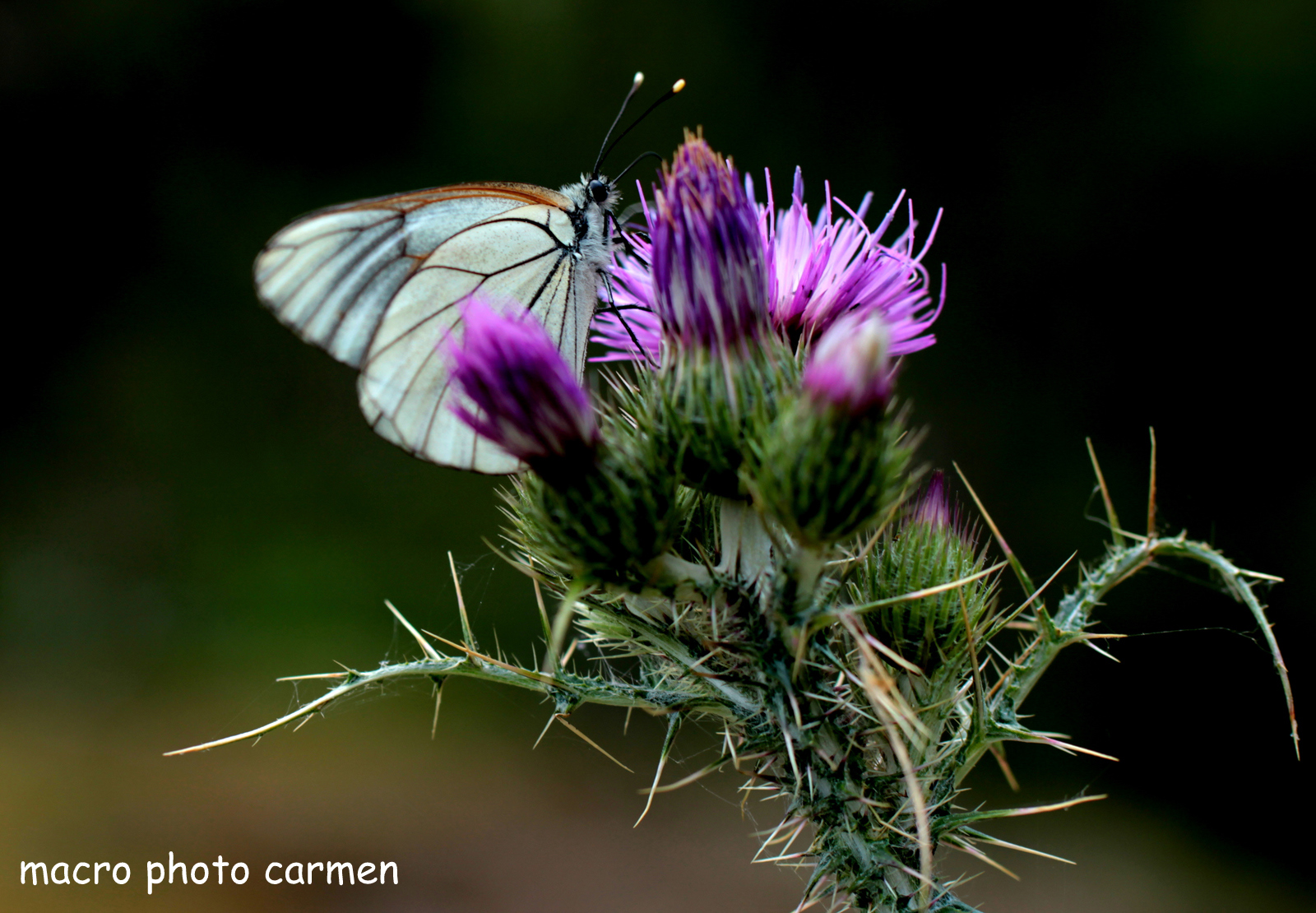 macro photo carmen: Mariposa