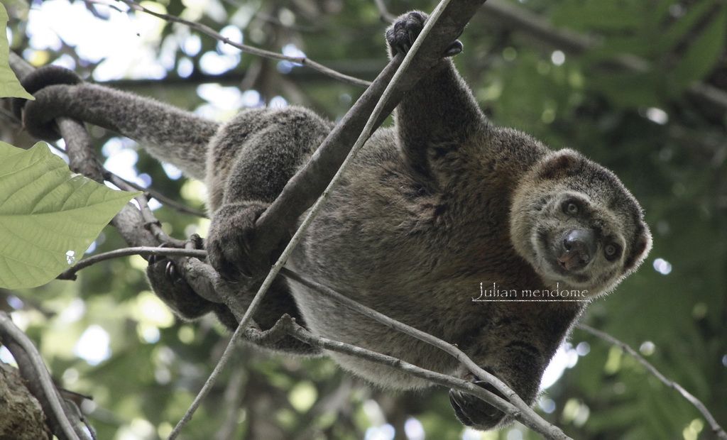 Primate/mammals of sulawesi