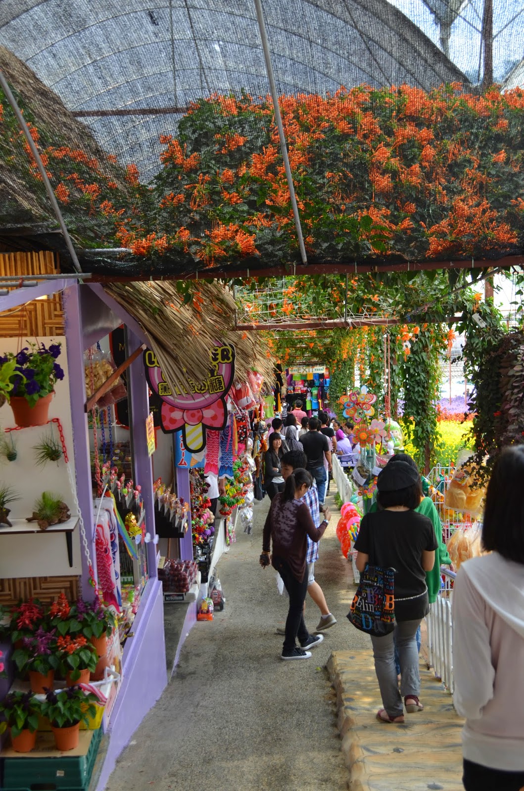 Our Journey : Pahang Cameron Highland - Kampung Raja Lavendar Garden