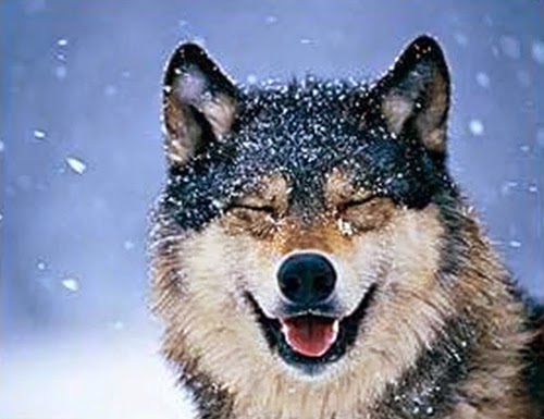 White Wolf : 17 Pictures Of Happiest Wolves Who Show The Best "Smiles"