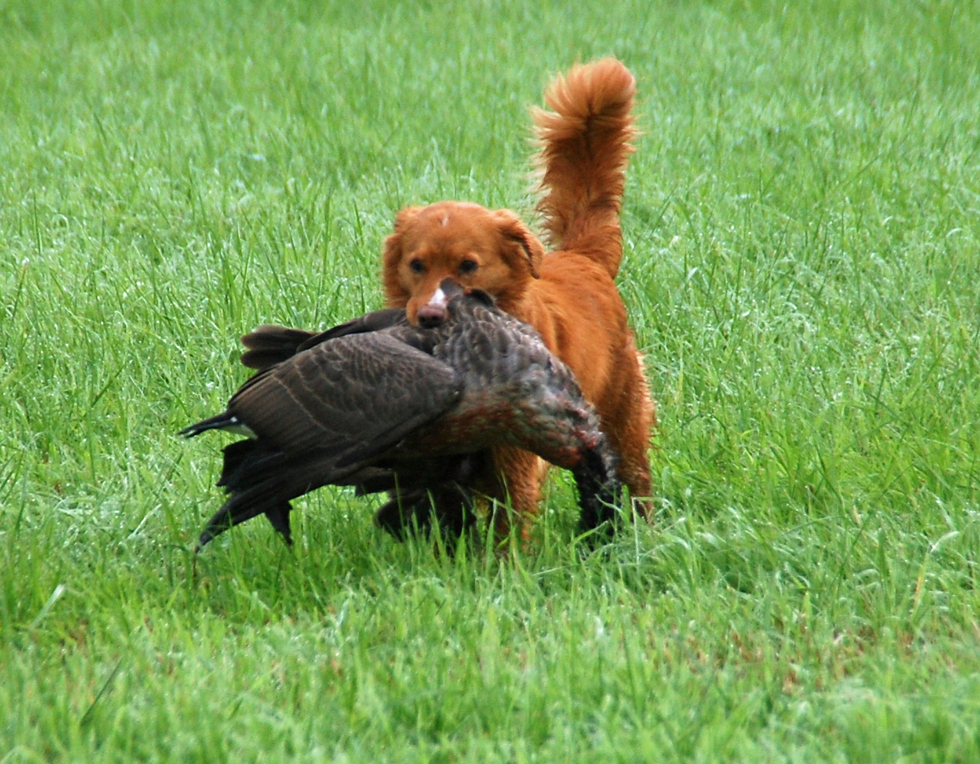 Mina Tollare: Underbara älskade lilla hund!