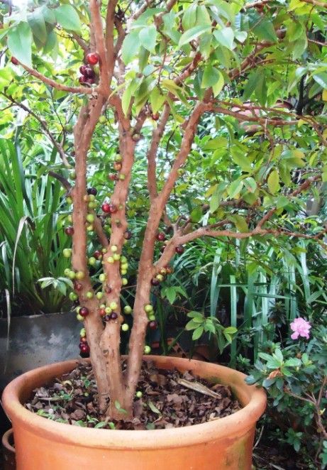 Cara Merawat Tanaman Dan Aneka Tanaman Hias: Tips Menanam Anggur Brazil