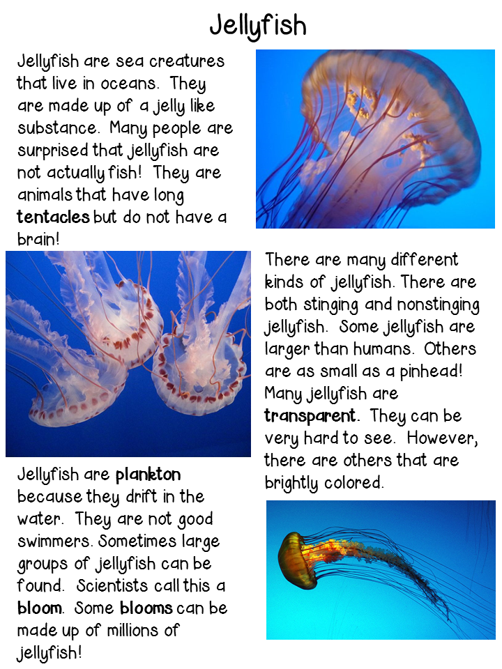 Classroom Freebies Too Jellyfish Close Reading