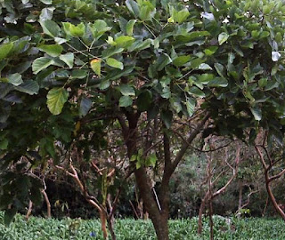 ÁRBOL DEL PAJURO O CHACHAFRUTO | Pajuro o Chachafruto | Frejol gigante ...