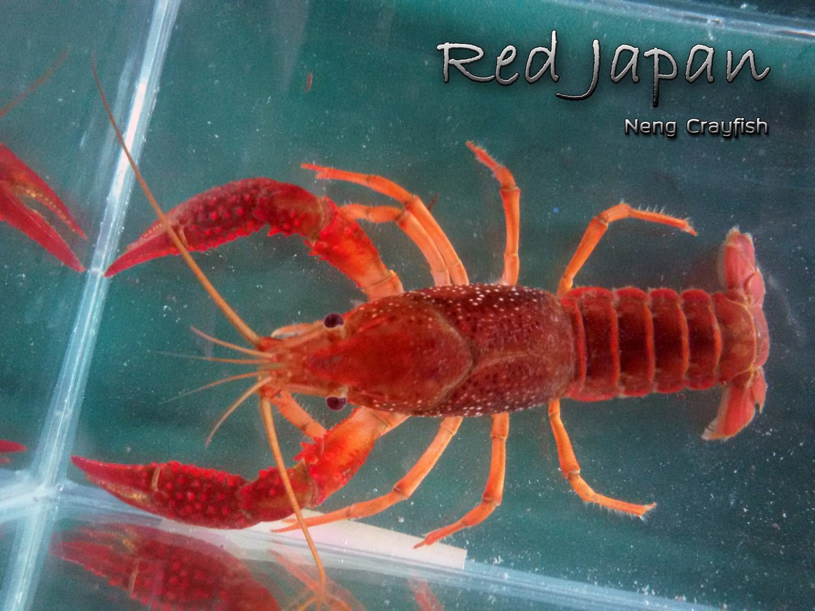 Neng Crayfish: เรดเจแปน (Red Japan) สวยได้ดั่งใจคุณ