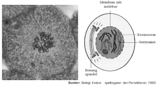 Pengertian Tahapan Profase, Metafase, Anafase Dan Telofase Dalam Proses ...