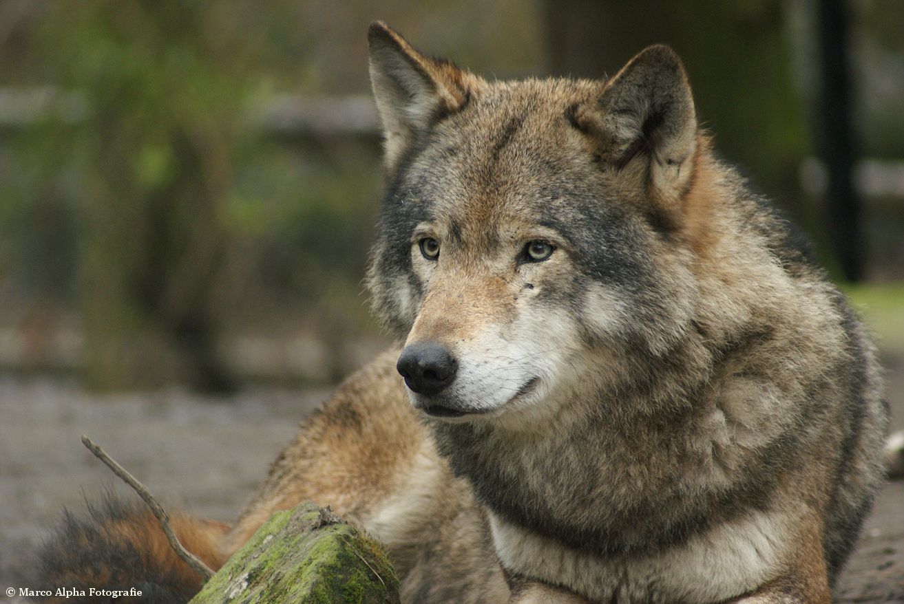 Marco Alpha Fotografie: Europese Wolven