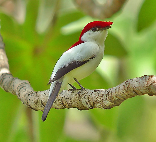Manakin Birds News And Facts-Images | All Wildlife Photographs
