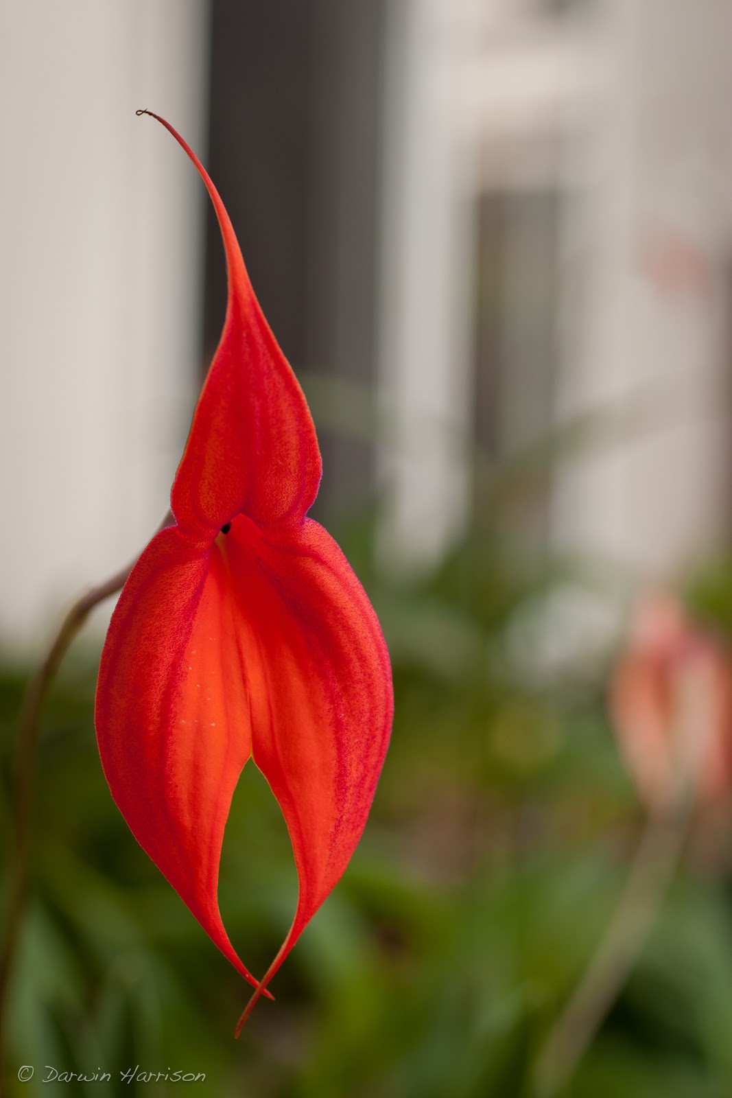 Darwin's Orchids: Masdevallia veitchiana