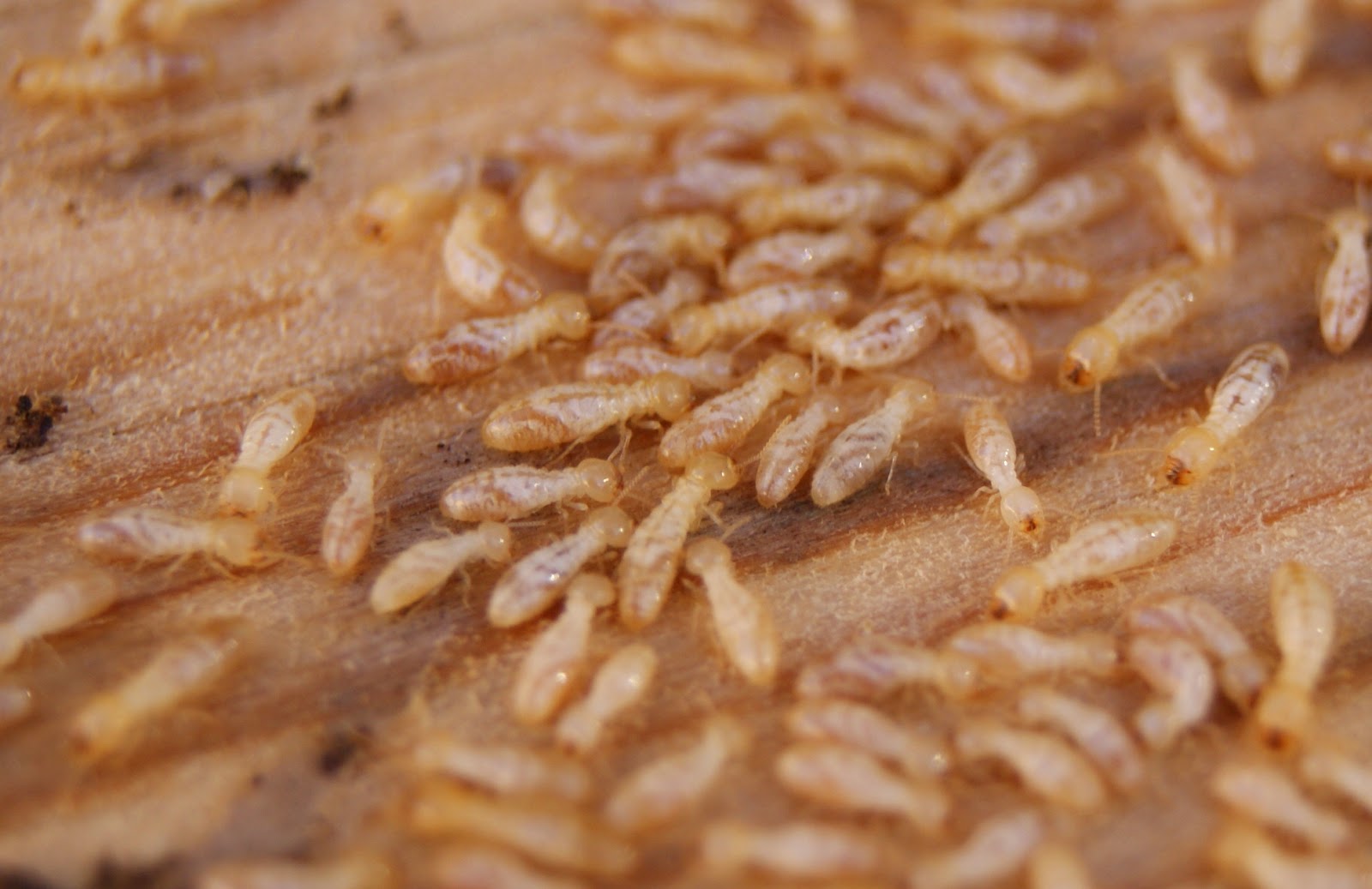 Los isópteros , conocidos