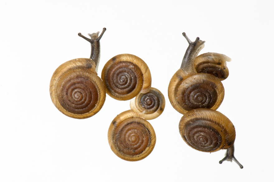 Alam Mengembang Jadi Guru: America's Endangered Species