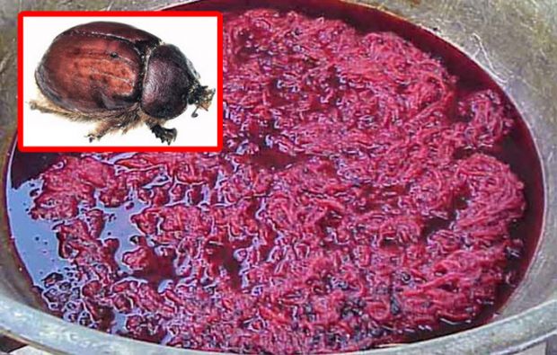 katkı maddelerinin zararlarını biliyor musunuz?: E120 Karmin, Karminik ...